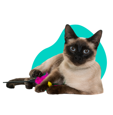 Kot syjamski - wszystkie informacje i opis rasy